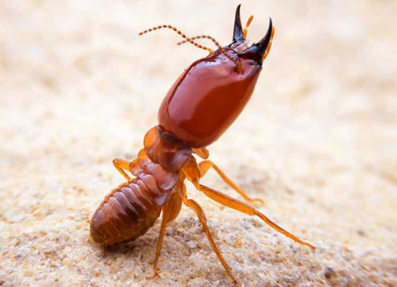 Rayap – Brantas Pesticindo